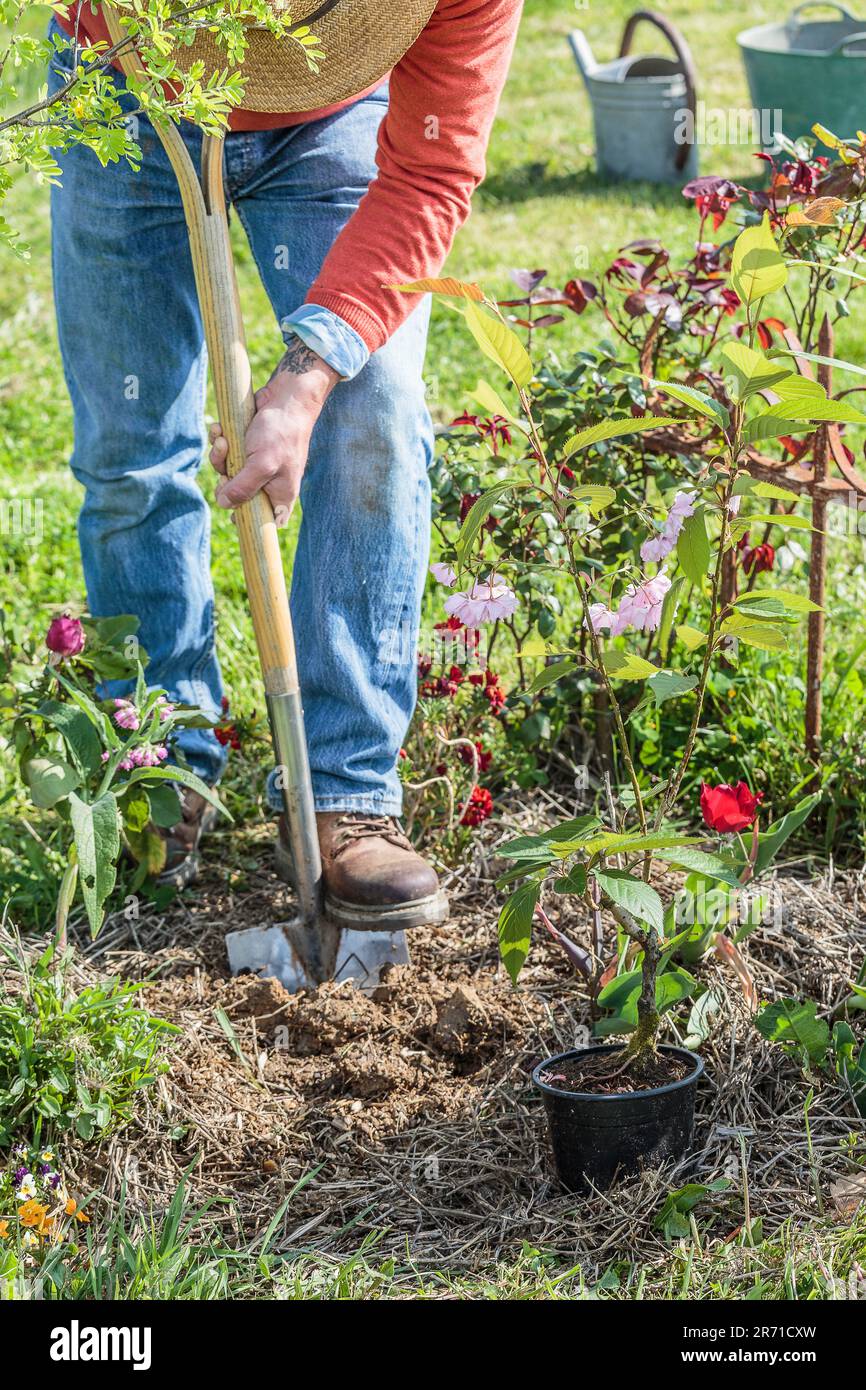 Planting an ornamental cherry seedling in a bed in spring Stock Photo ...