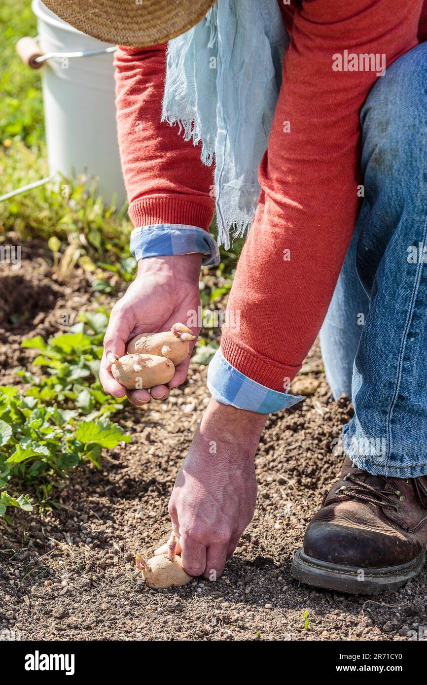 Man Planting Potatoes Using The No Till Technique 1 Tubers Are Placed Directly On The Ground