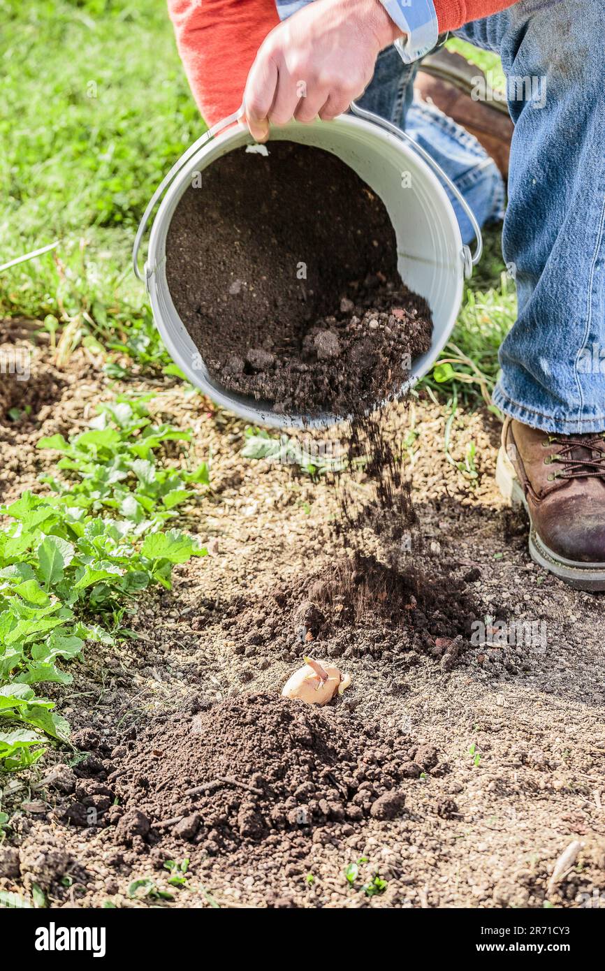 Man planting potatoes using the no-till technique. 2: Tubers are ...