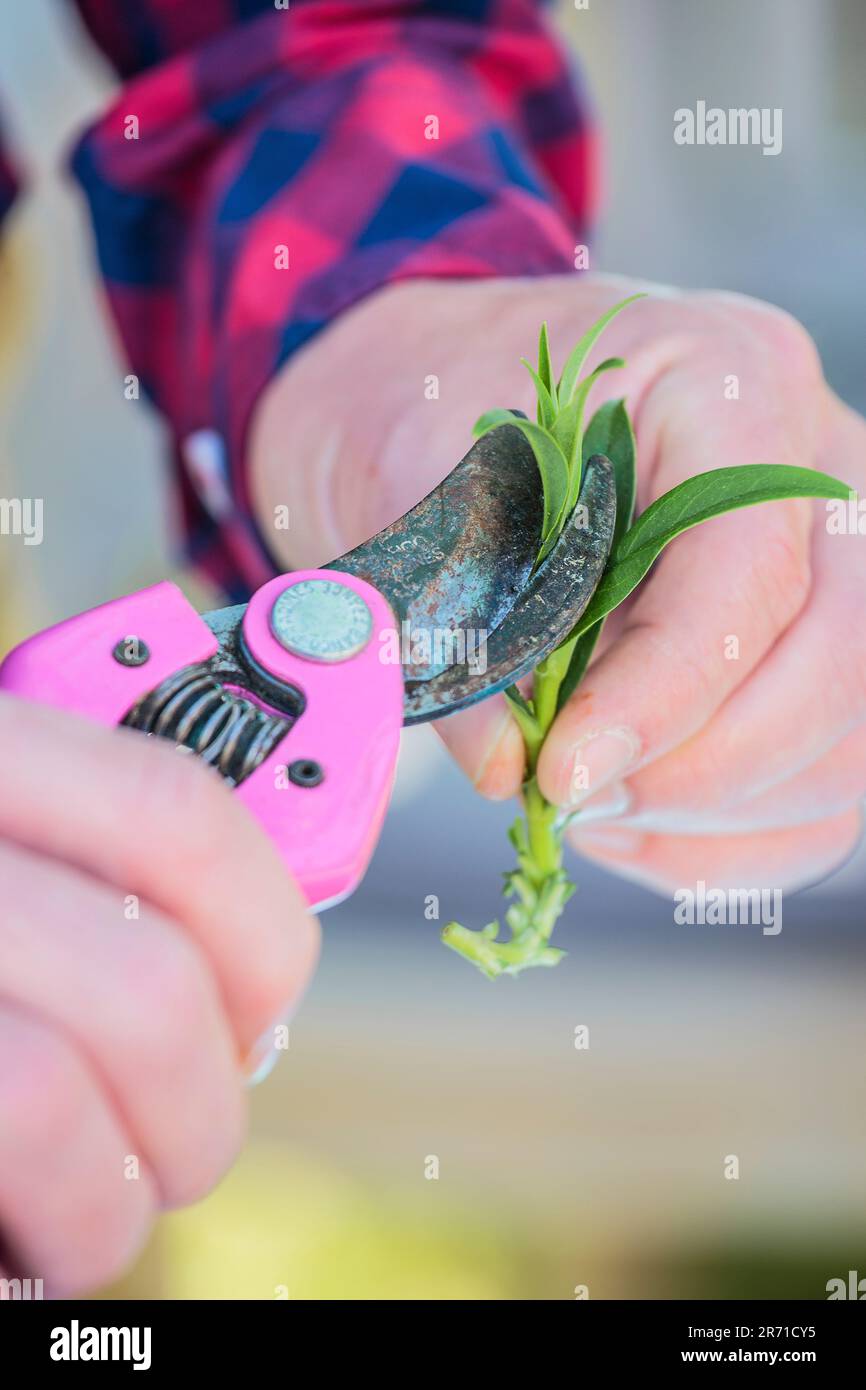 Cutting an Hartweg's beardtongue (Penstemon hartwegii) step by step. 3 ...