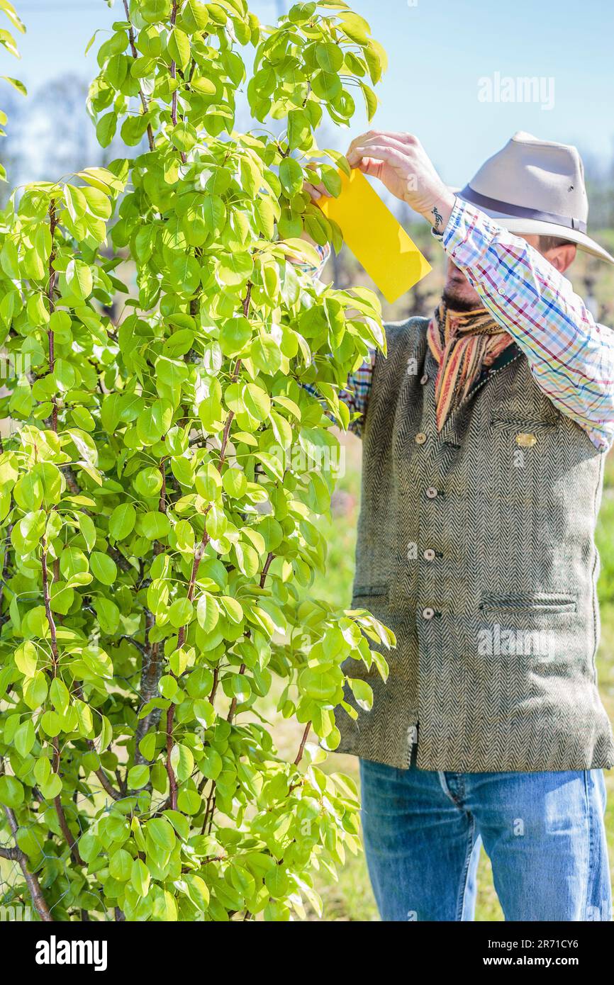 Man setting a sticky trap in a pear tree. The yellow sticky trap ...
