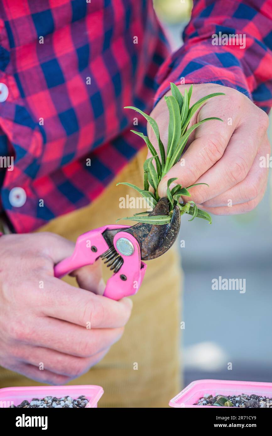 Cutting an Hartweg's beardtongue (Penstemon hartwegii) step by step. 2 ...