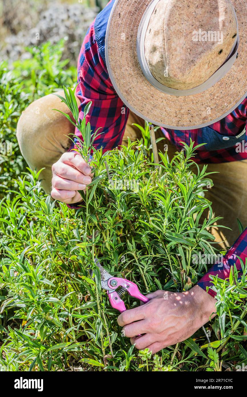 Cutting an Hartweg's beardtongue (Penstemon hartwegii) step by step. 1 ...