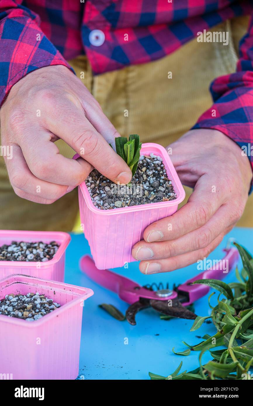 Cutting an Hartweg's beardtongue (Penstemon hartwegii) step by step. 2 ...