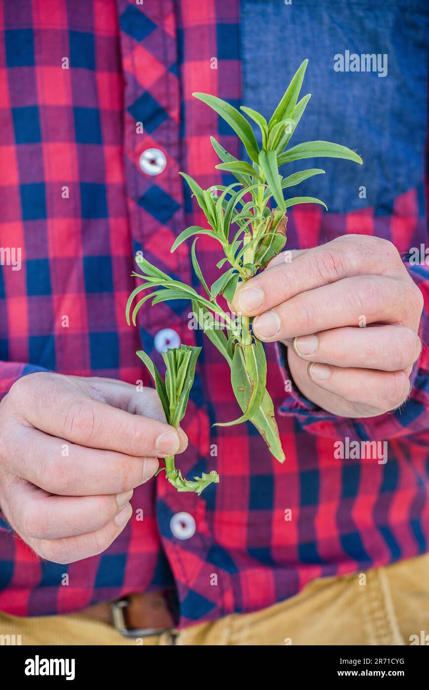 Cutting an Hartweg's beardtongue (Penstemon hartwegii) step by step. 2 ...