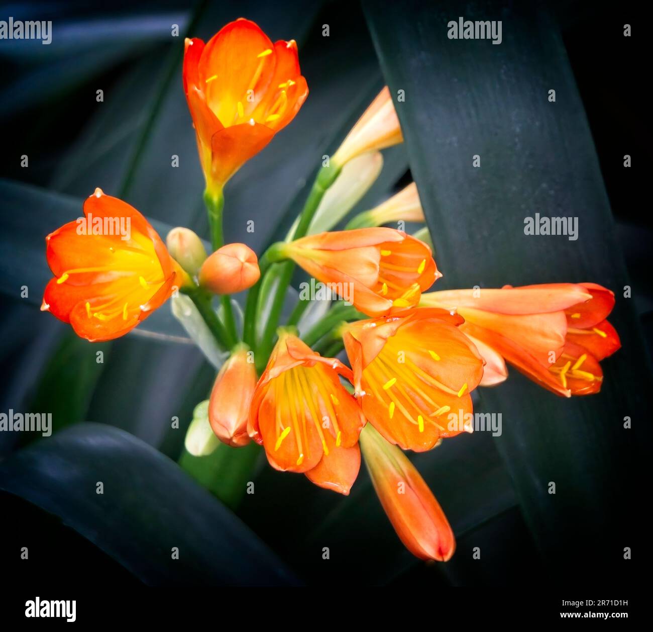 Bush lily Calgary Zoo Alberta Stock Photo - Alamy