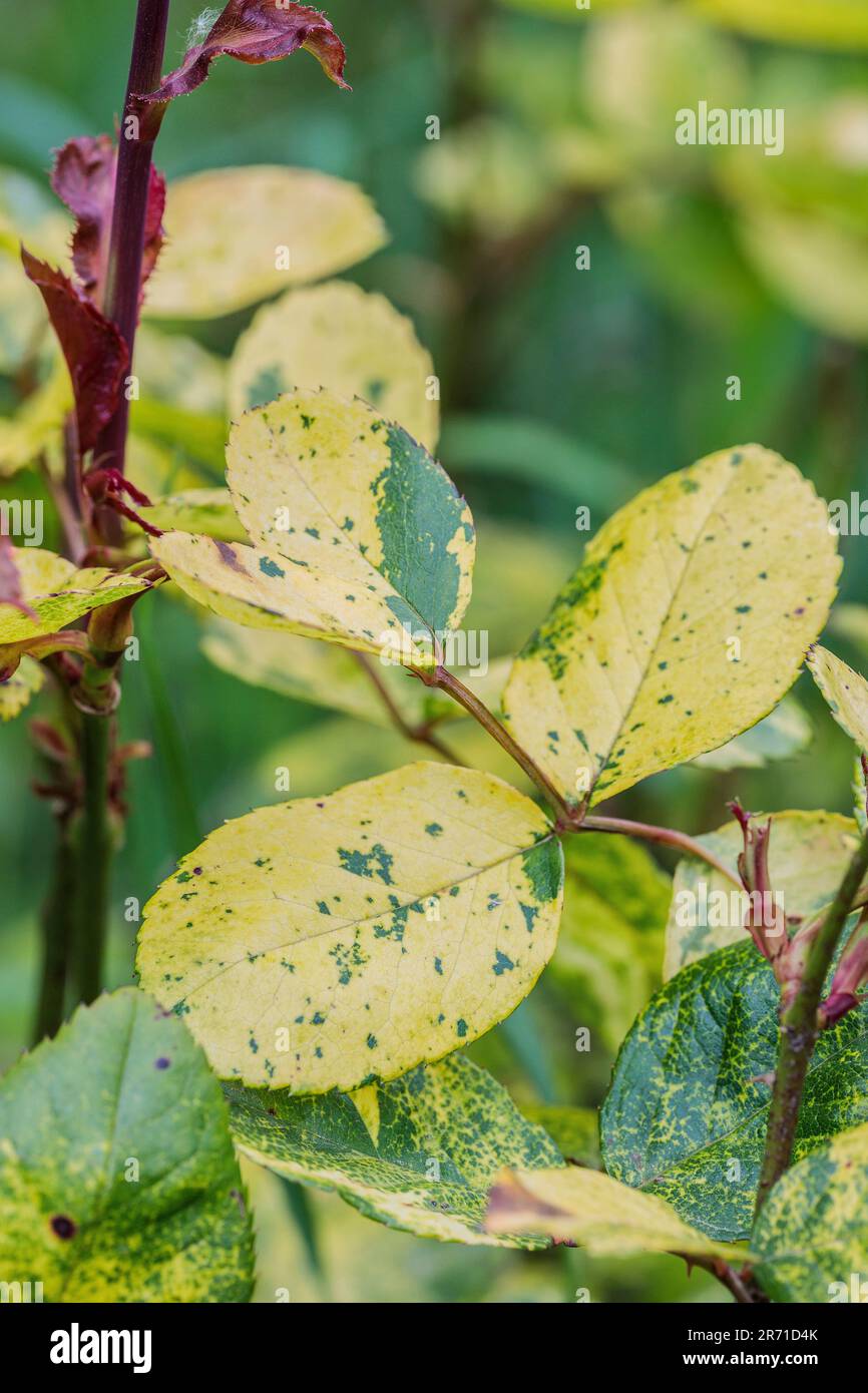 Rose severely affected by a virus disease (Rose mosaic virus complex ...