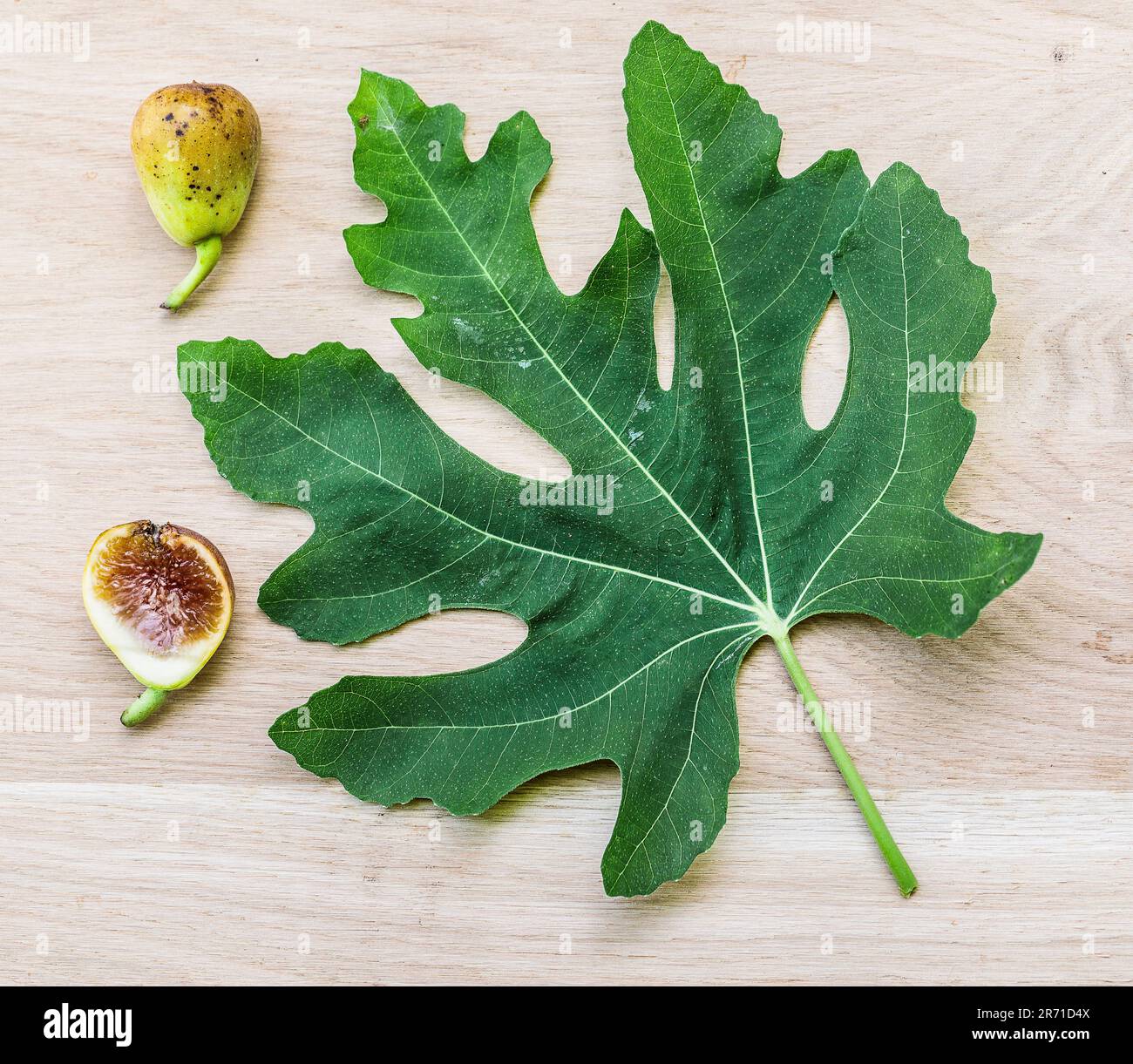 Fig tree 'Rosée de l'Aude', leaf and fruit, France Stock Photo - Alamy