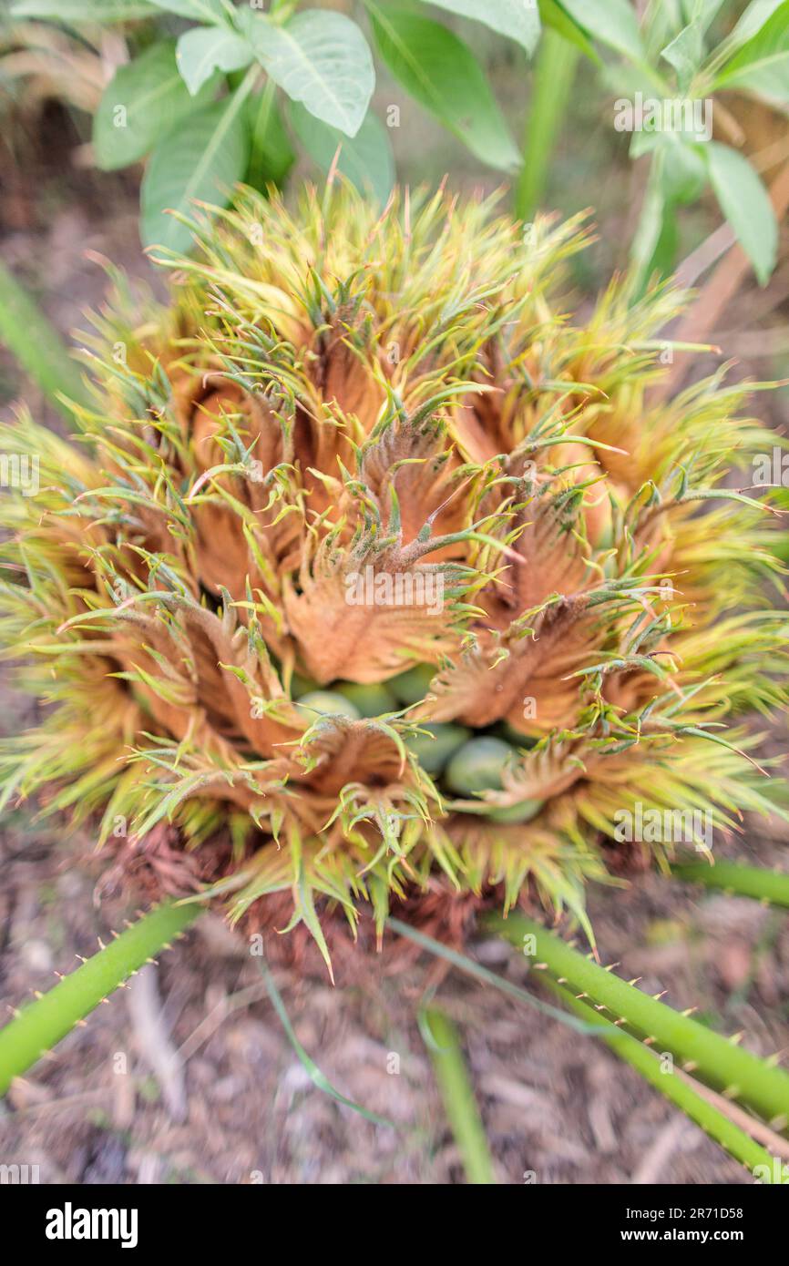 Hybrid Cycas (Cycas revoluta x Cycas debaoensis), female cone Stock ...