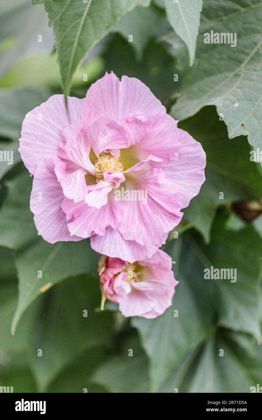 Confederate rose, Hibiscus mutabilis 'Futuna', flowers Stock Photo - Alamy