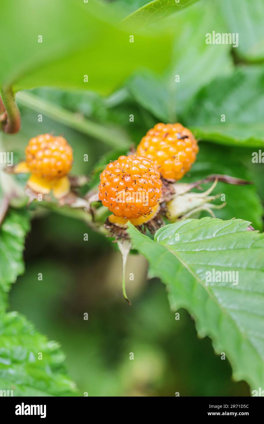 Lean raspberry (Rubus macilentus), an Asian bramble, Tarn et Garonne ...