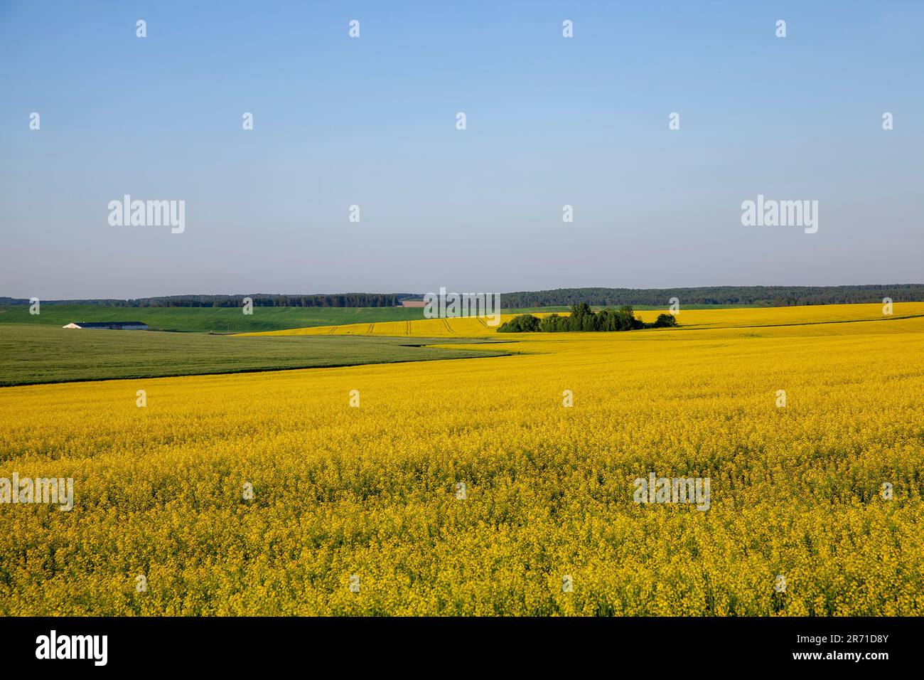 beautiful blooming rapeseed flowers in spring, a field where a rapeseed ...