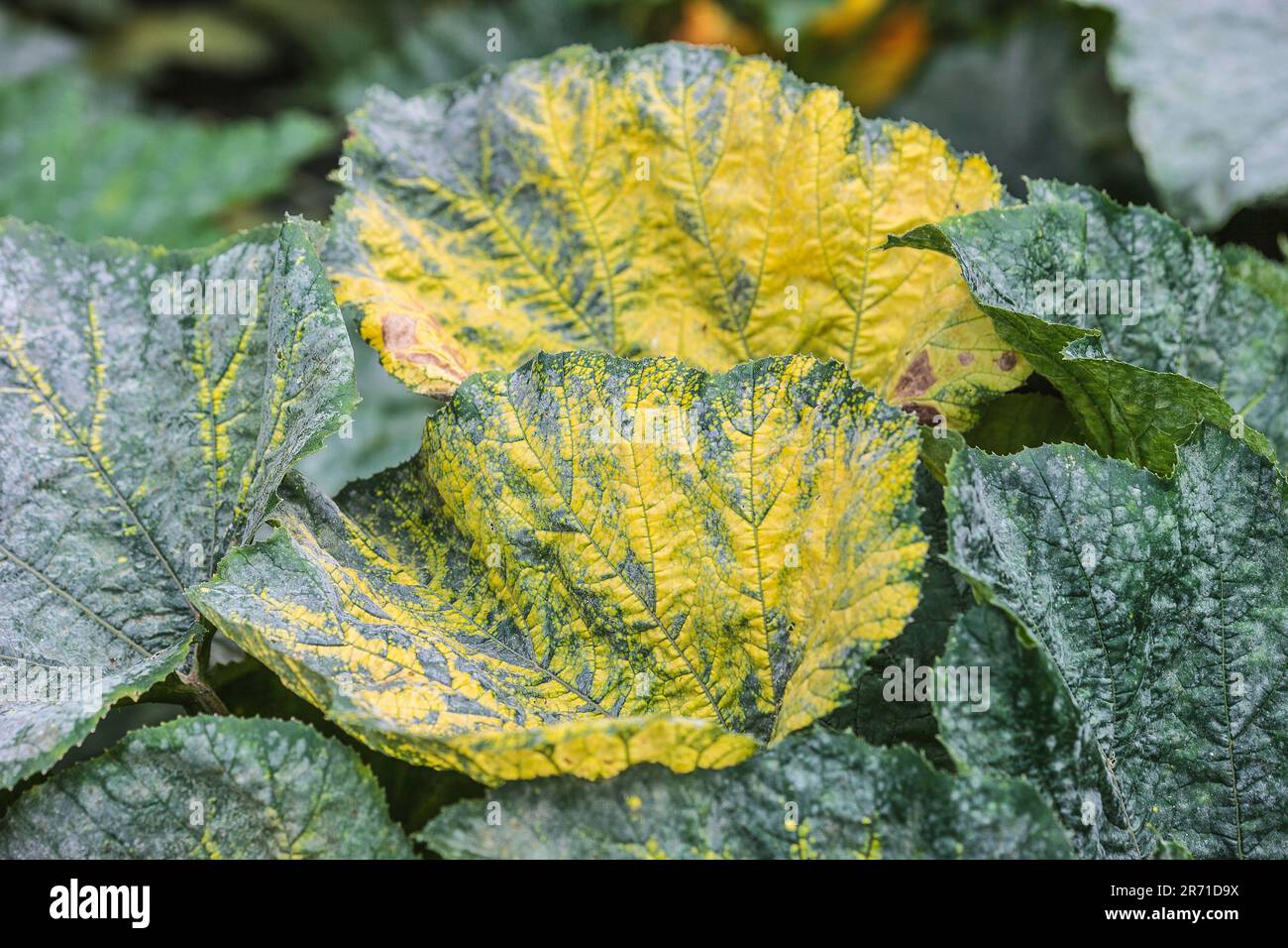 Physiological leaf yellowing on a yellow-fruited courgette: a classic ...