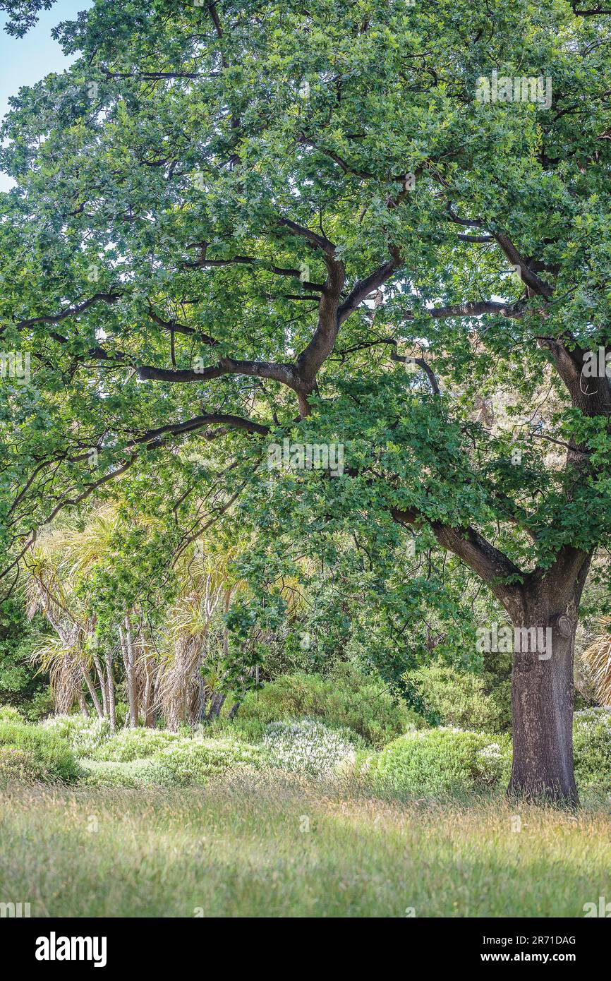 English oak (Quercus robur) in a garden Stock Photo - Alamy