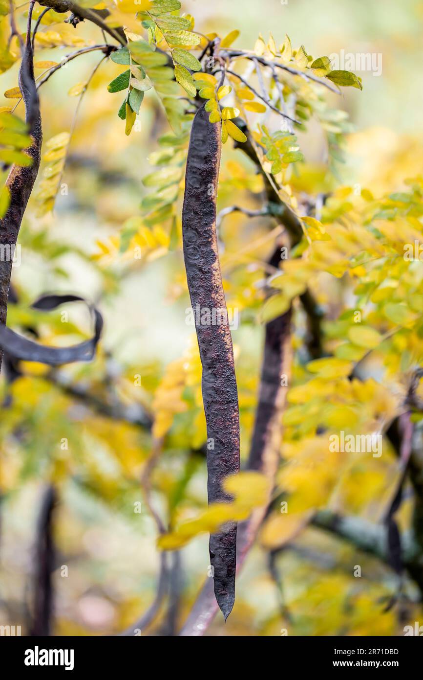 Honey locust (Gleditsia triacanthos) seed pods in autumn, Gard, France ...