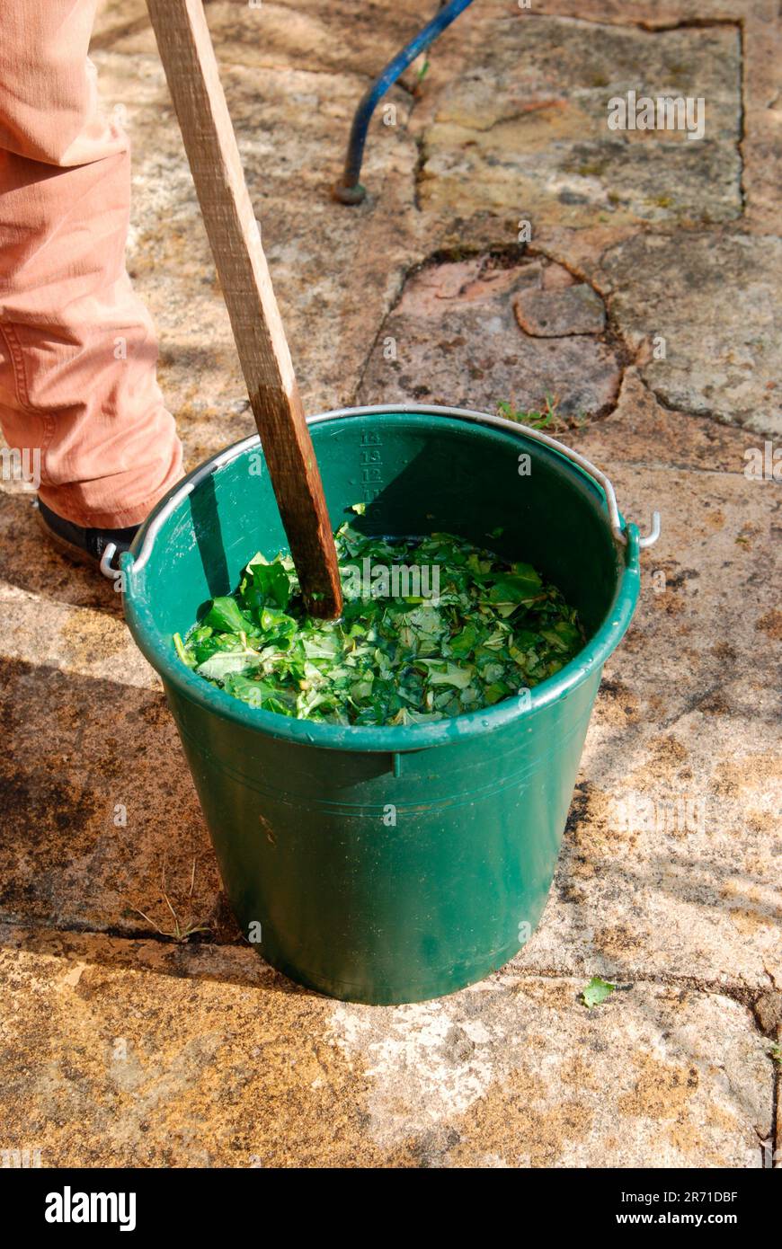 Rhubarb plant extract preparation Stock Photo - Alamy
