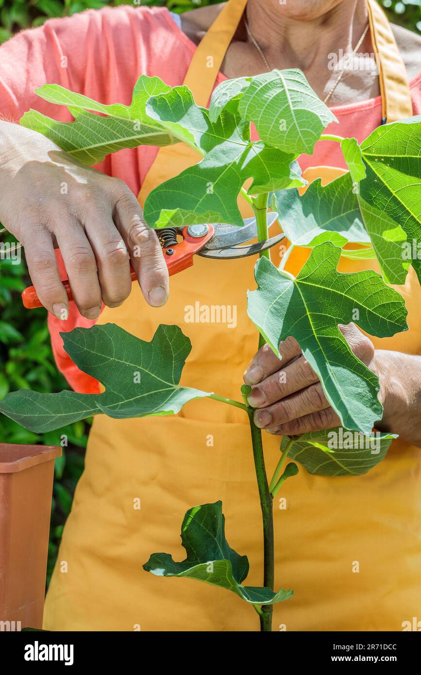 Cutting a fig tree in summer, step by step. Topping of the cutting ...
