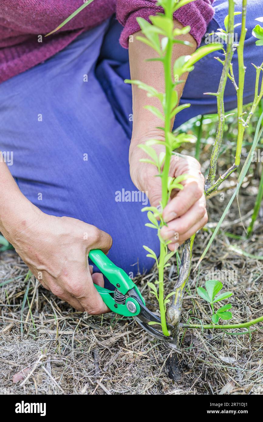 Pruning a citrus fruit grown in the open ground. Removal of rootstock ...
