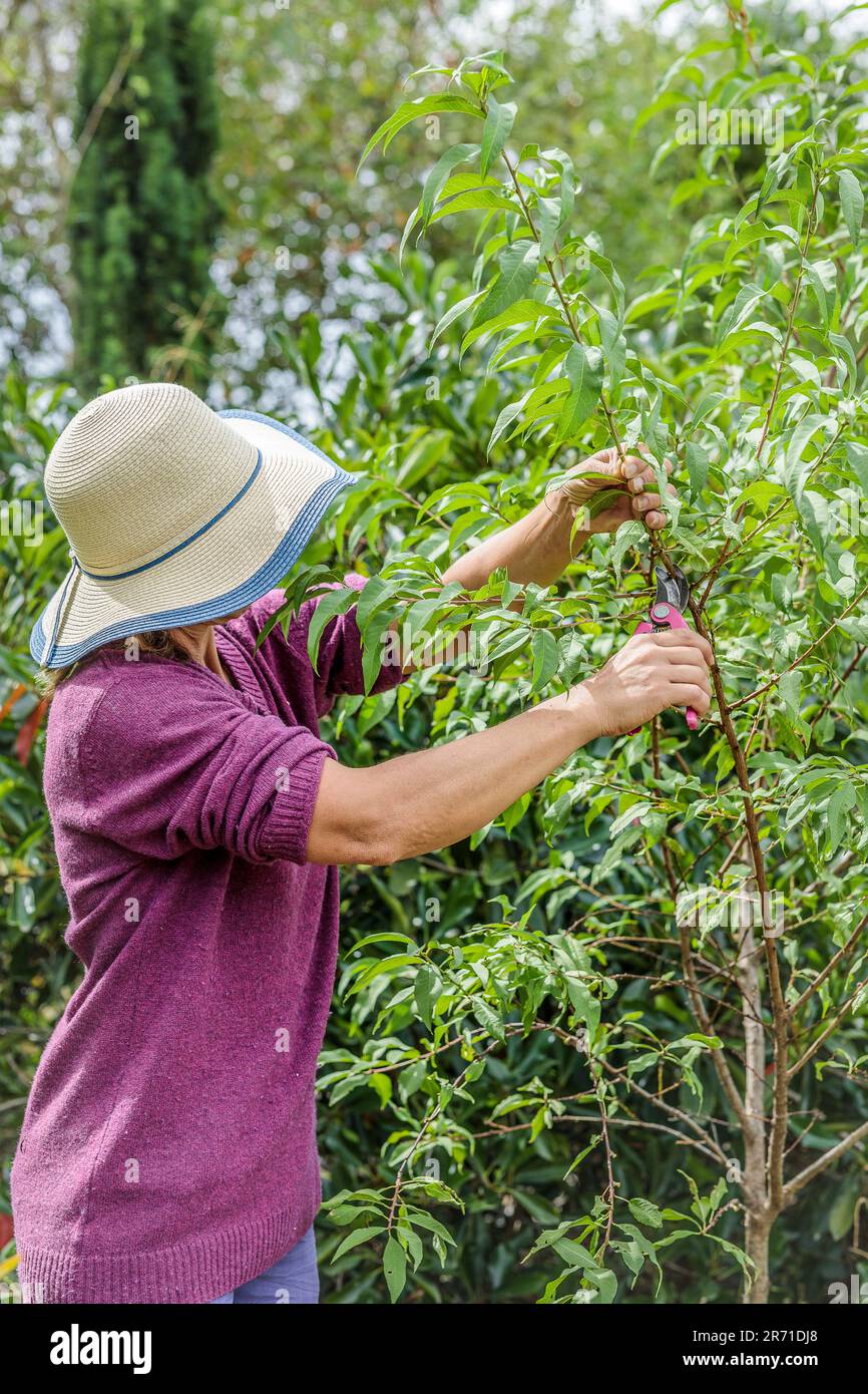 Woman pruning a peach tree in the summer: the vertical shoots are ...