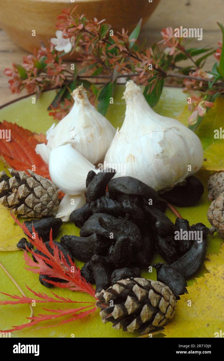Cultivated garlic (Allium sativum) white garlic pods and black garlic ...
