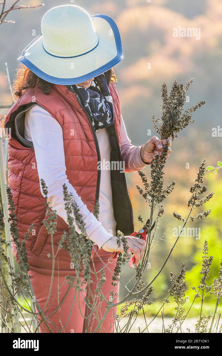 Woman pruning a Lilac chastetree (Vitex agnus-castus) in winter Stock ...