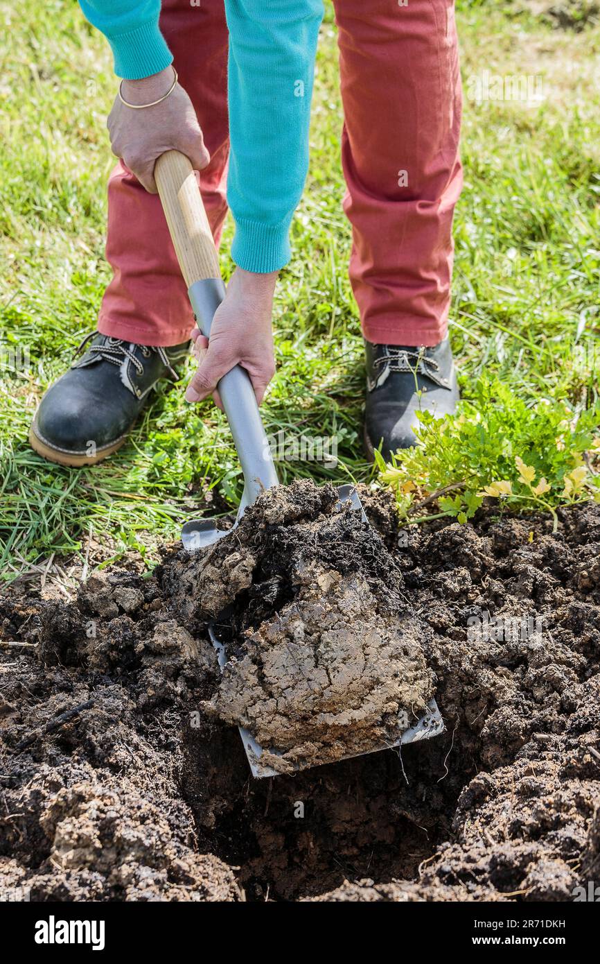 Digging a hole in poorly drained soil: decompact the soil before ...