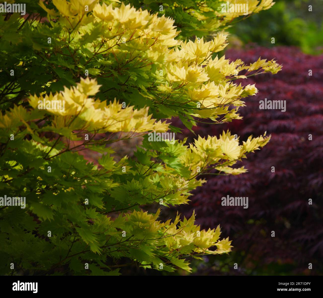 Fullmoon Maple or Japanese Maple,(Acer japonicum) in the summer ...