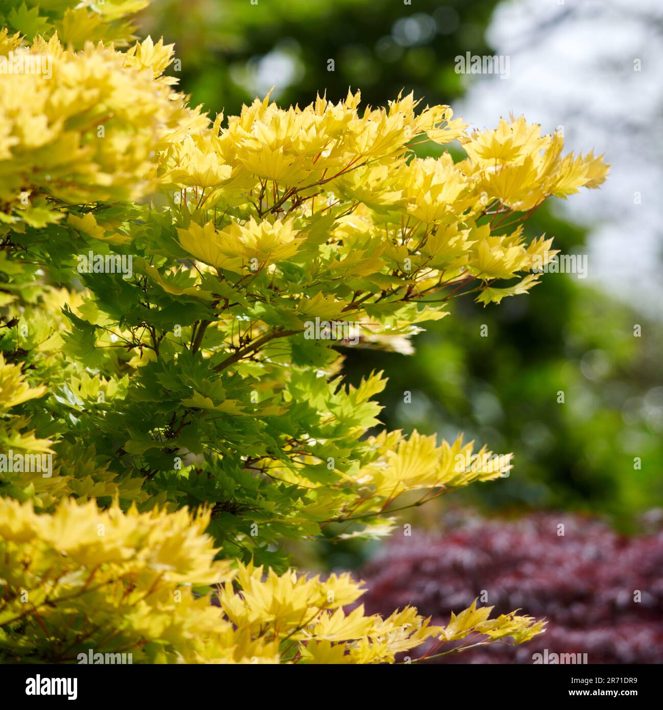 Fullmoon Maple or Japanese Maple,(Acer japonicum) in the summer ...