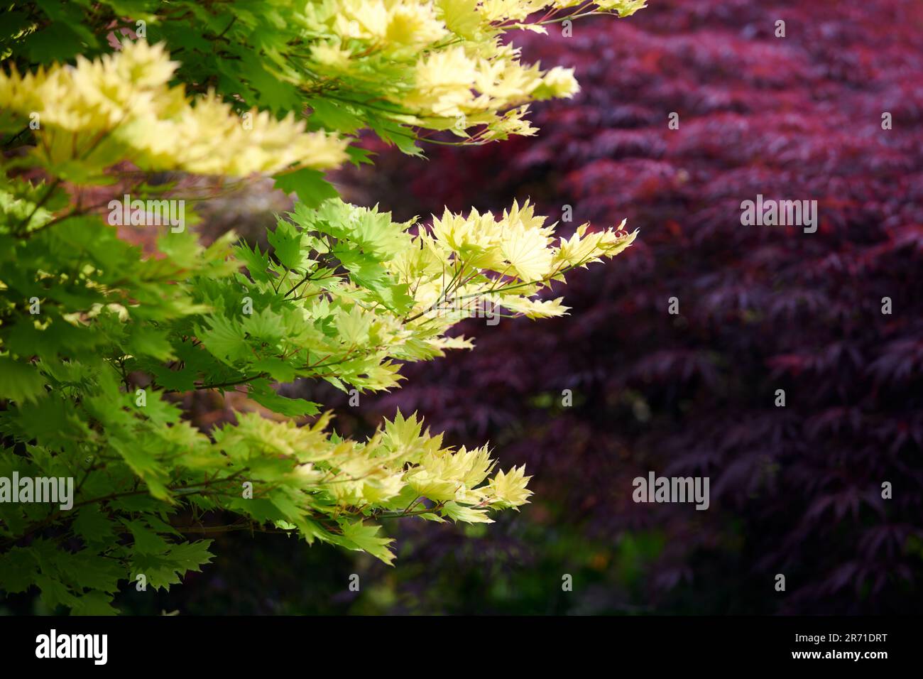 Fullmoon Maple or Japanese Maple,(Acer japonicum) in the summer ...