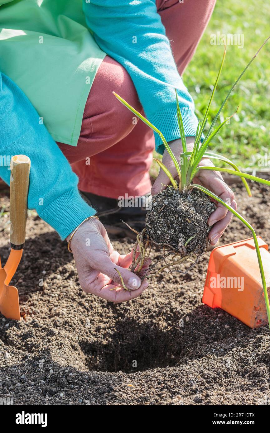Woman untangling the roots of a Kniphofia seedling in a pot for better ...
