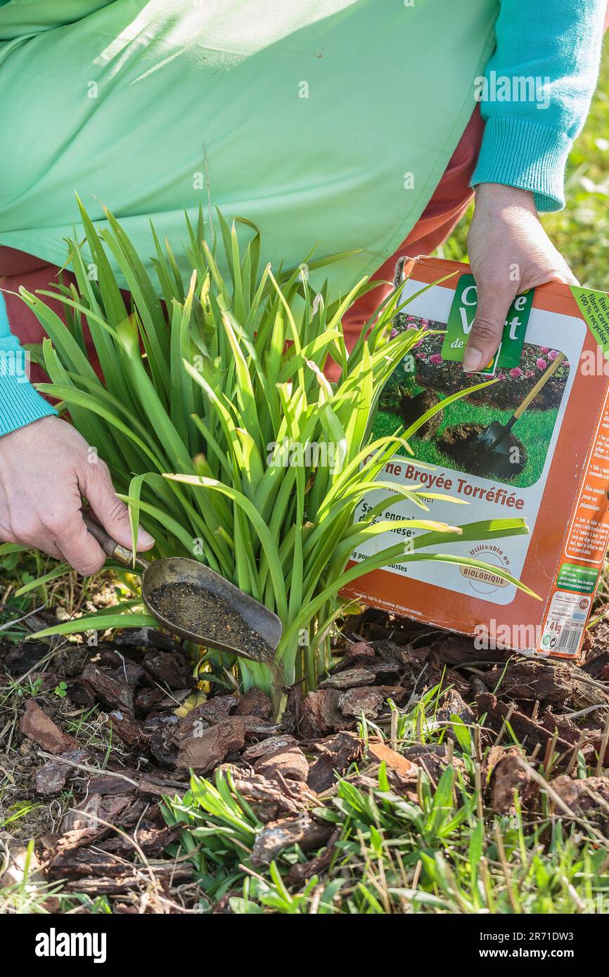 Woman applying organic fertilizer ( crushed horn) to a clump of ...