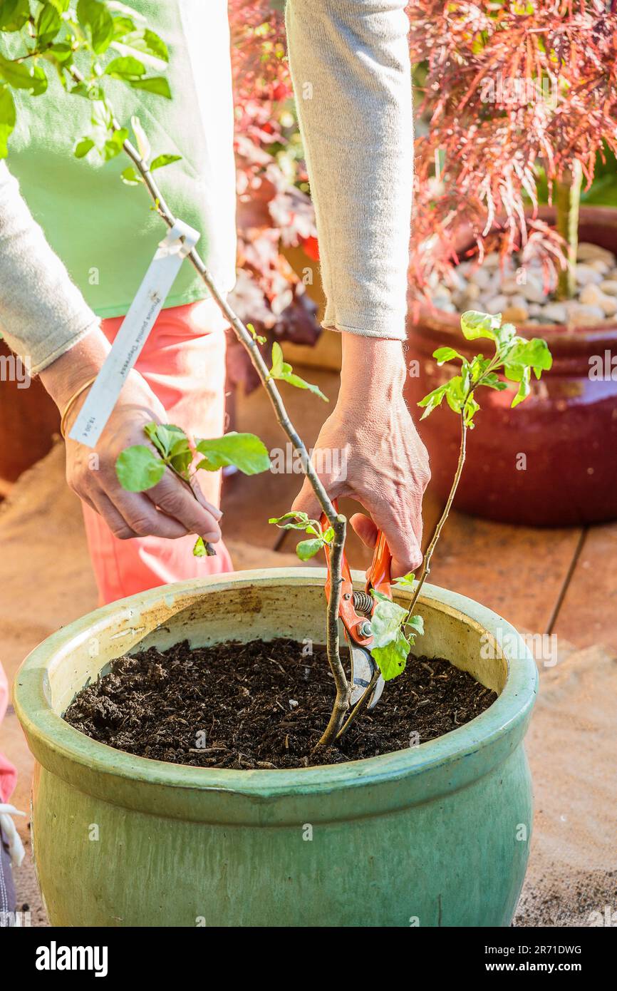 Woman pruning a young fruit tree, an apple tree, grown in a pot Stock ...