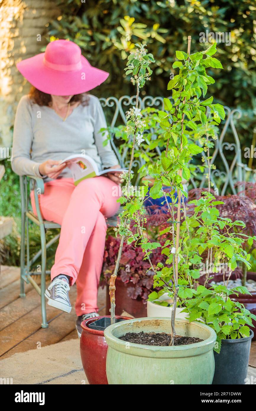 Woman reading on a terrace with young fruit trees in pots Stock Photo ...