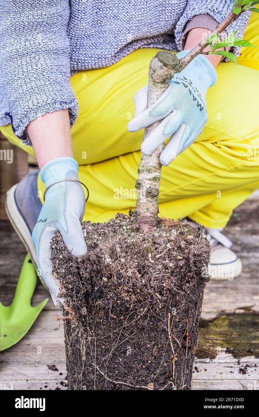 Woman planting a young peach tree in a pot on a terrace in step-by-step ...