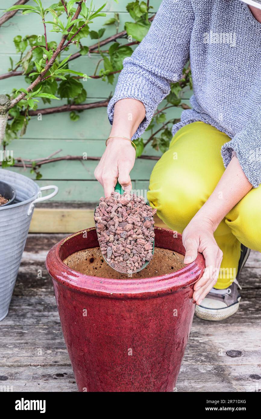 Woman planting a young peach tree in a pot on a terrace step by step ...