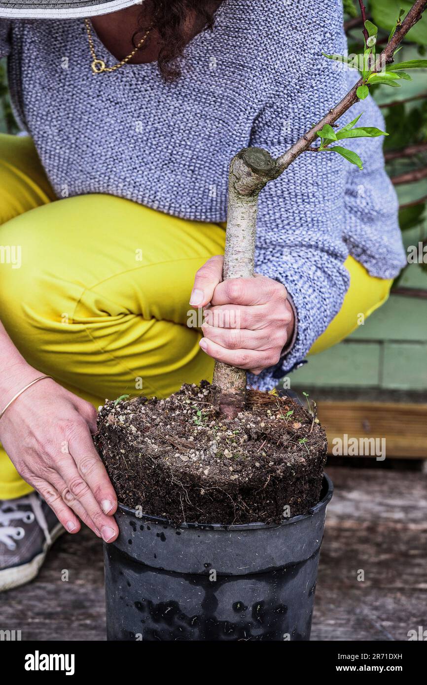 Woman planting a young peach tree in a pot on a terrace in step-by-step ...
