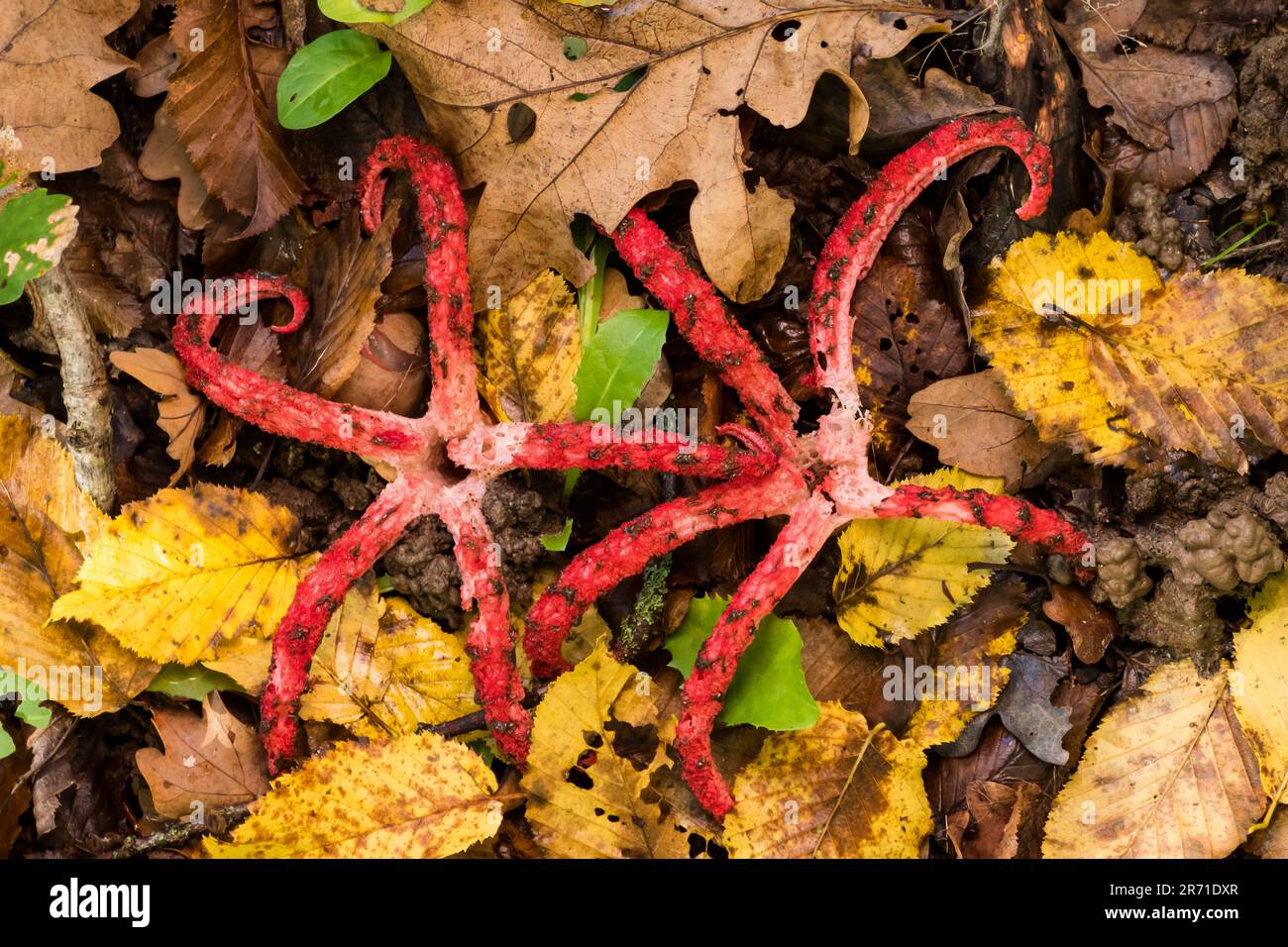 Devils claw fungus (Clathrus archeri) formerly (Anthurus archeri ...