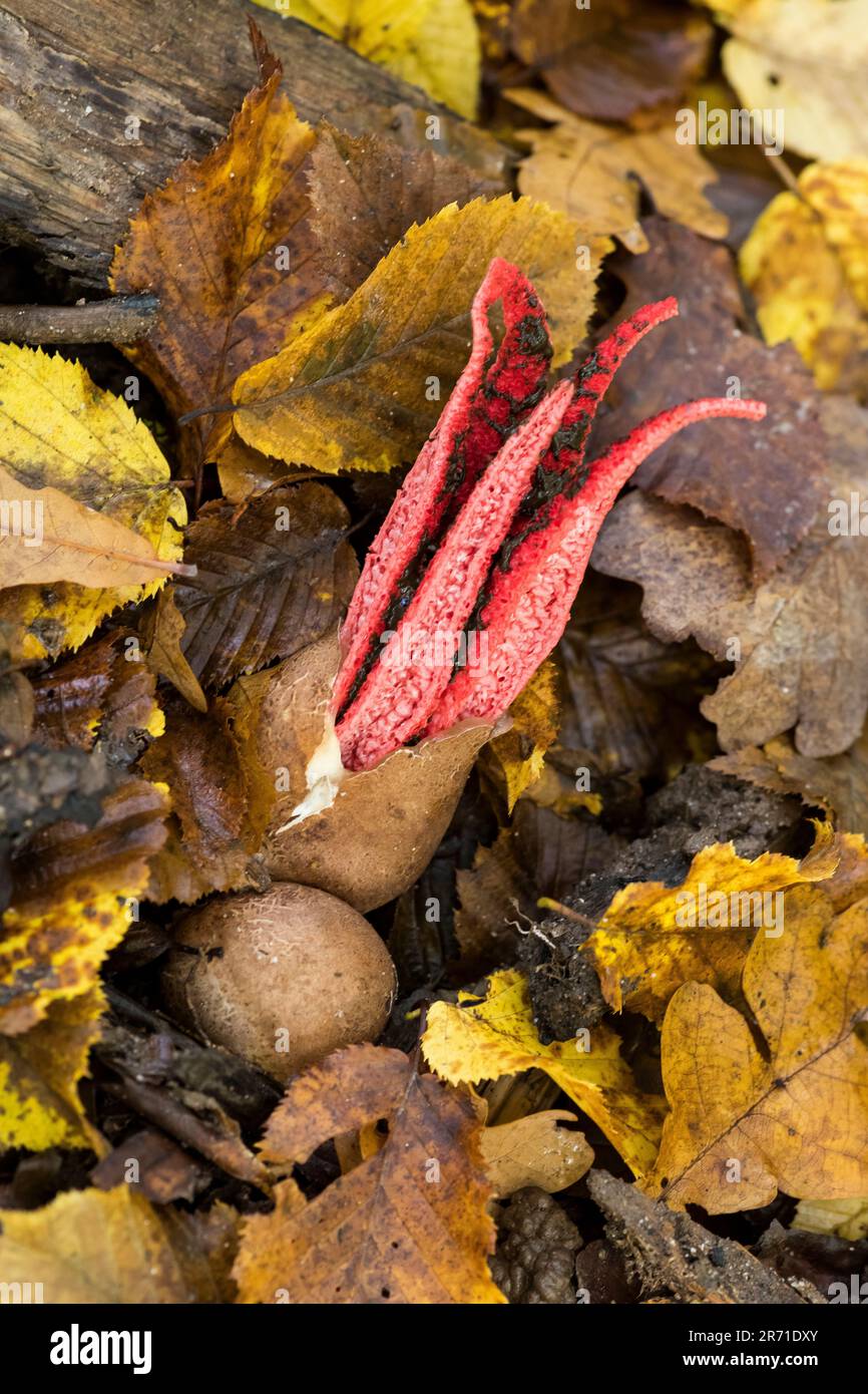 Devils claw fungus (Clathrus archeri) formerly (Anthurus archeri ...