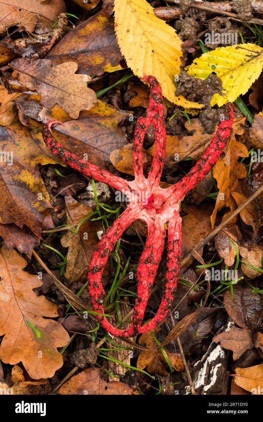 Devils claw fungus (Clathrus archeri) formerly (Anthurus archeri ...