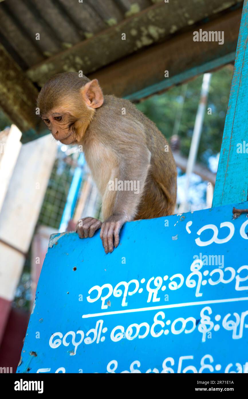 Myanmar, Popa mount, Monkey Stock Photo - Alamy