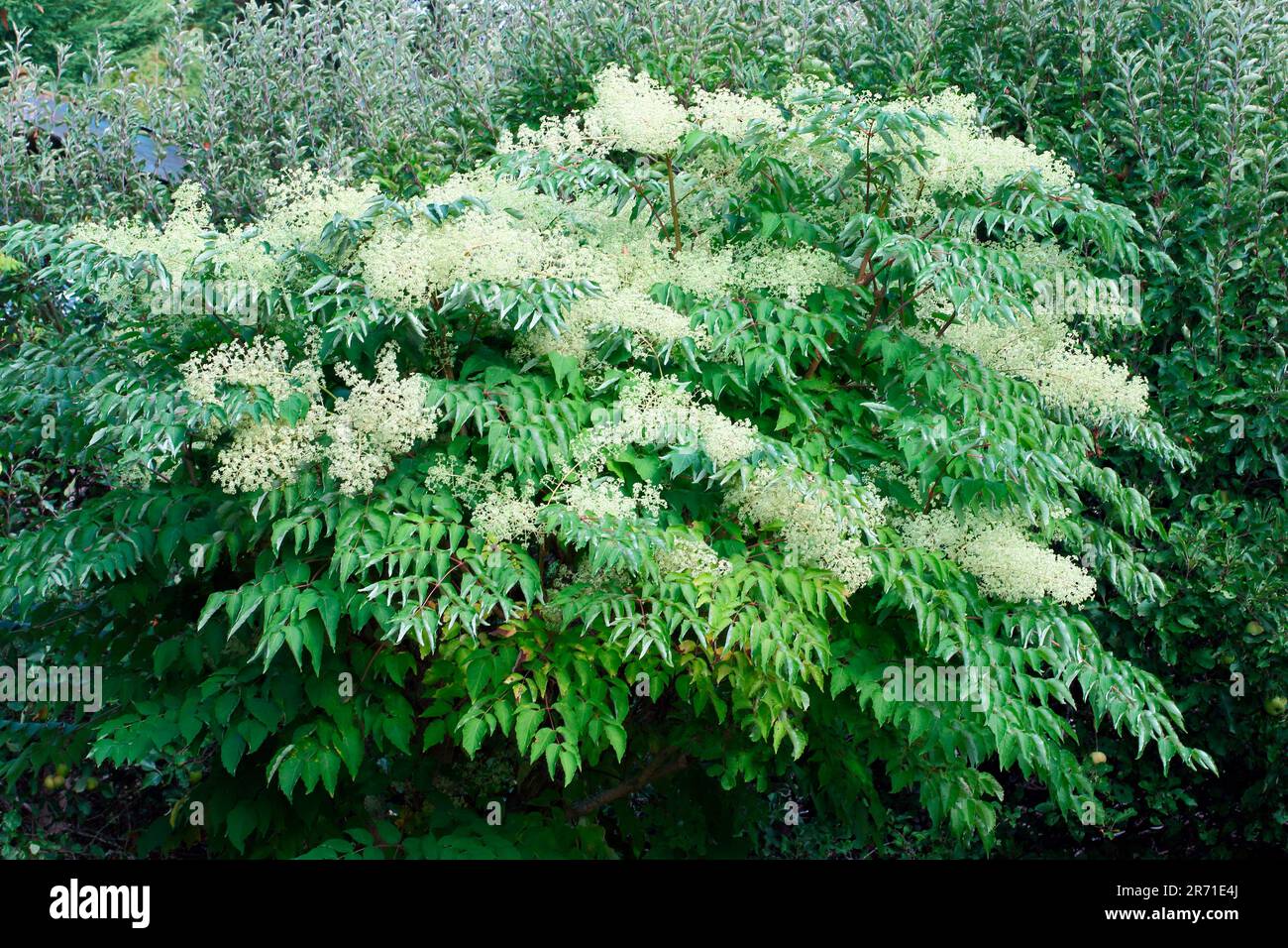 Japanese Angelica tree (Aralia elata) in summer bloom in a garden ...