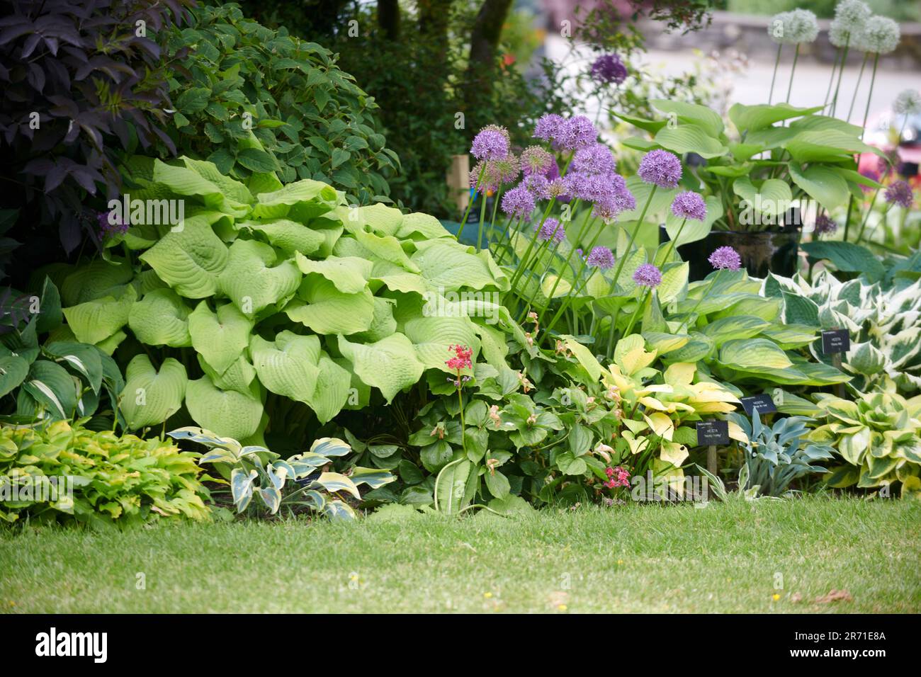 Border garden allium grass hi-res stock photography and images - Alamy