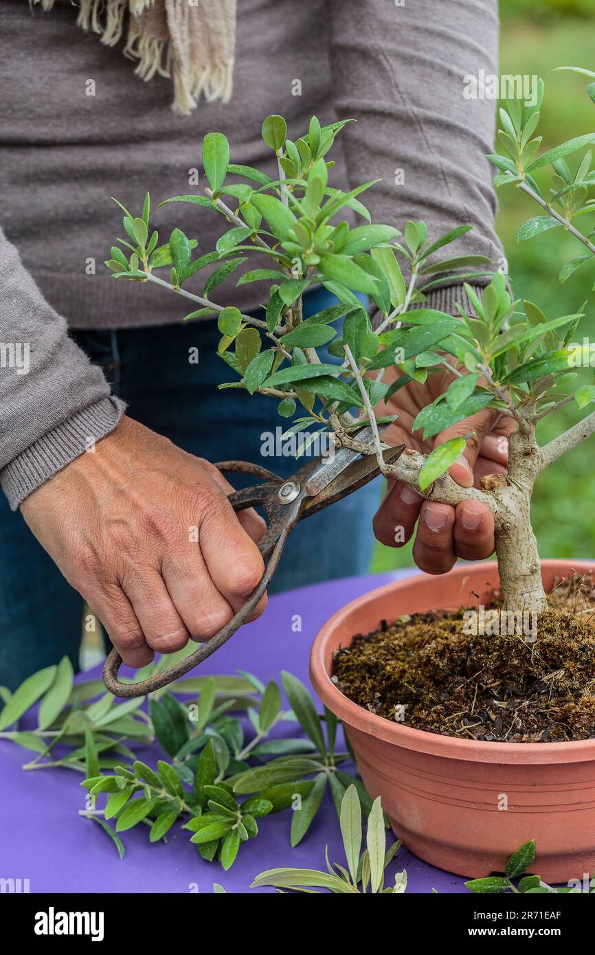 Potting a pruned olive tree in a pot, step by step. Training pruning ...