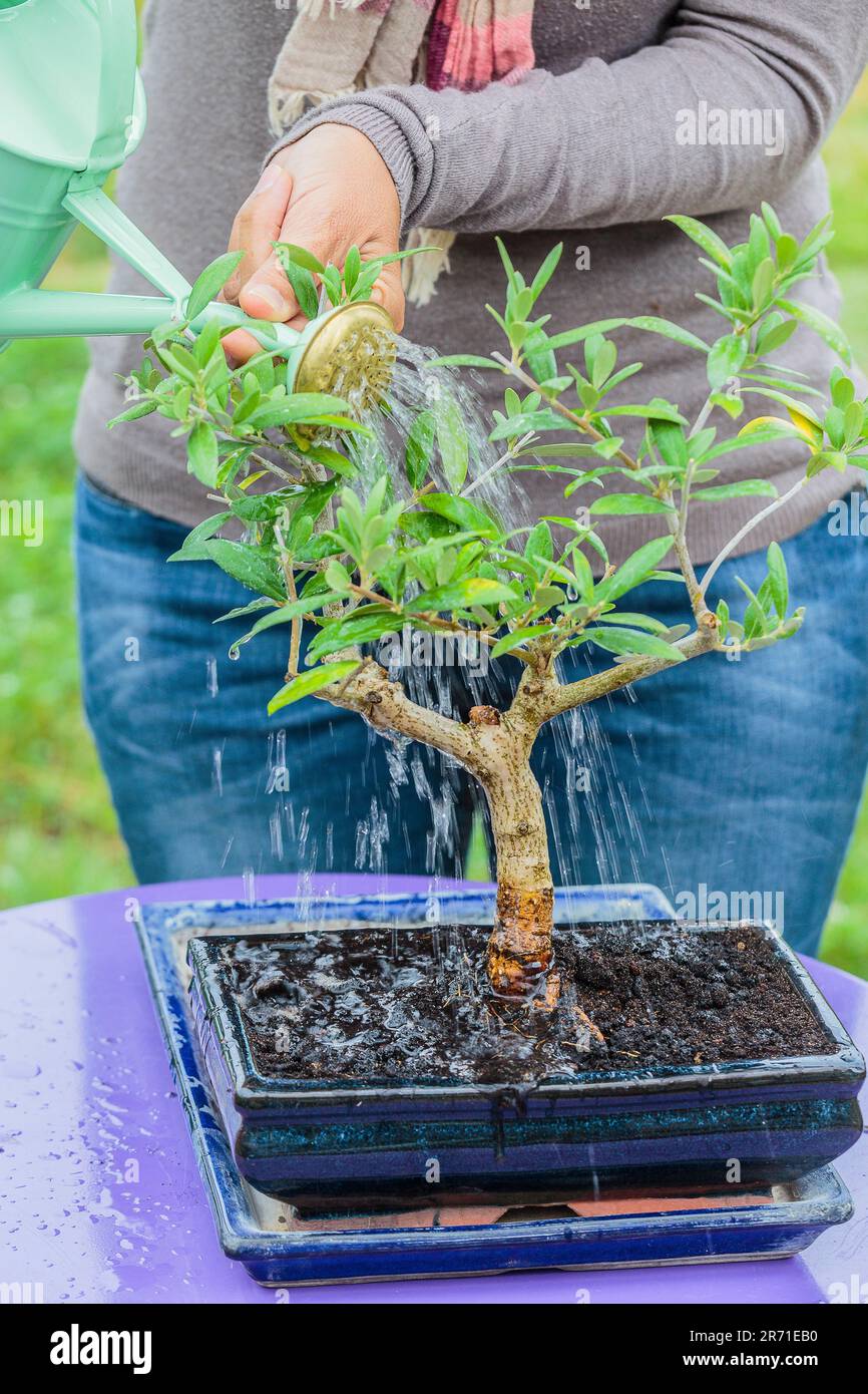 Repotting a bonsai olive tree in a pot, step by step. Final watering ...