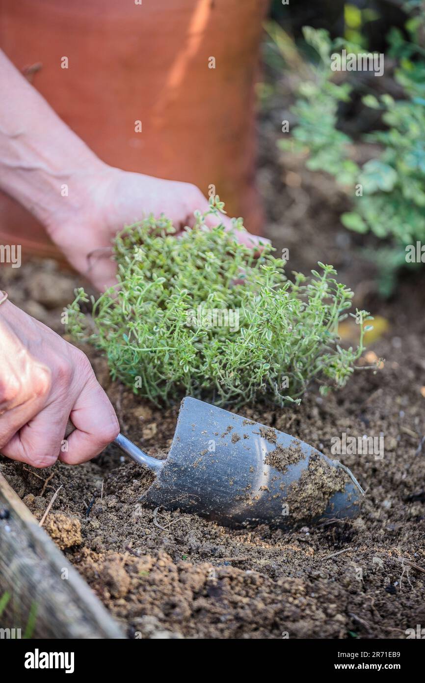 Planting a plant of variegated thyme in autumn Stock Photo - Alamy