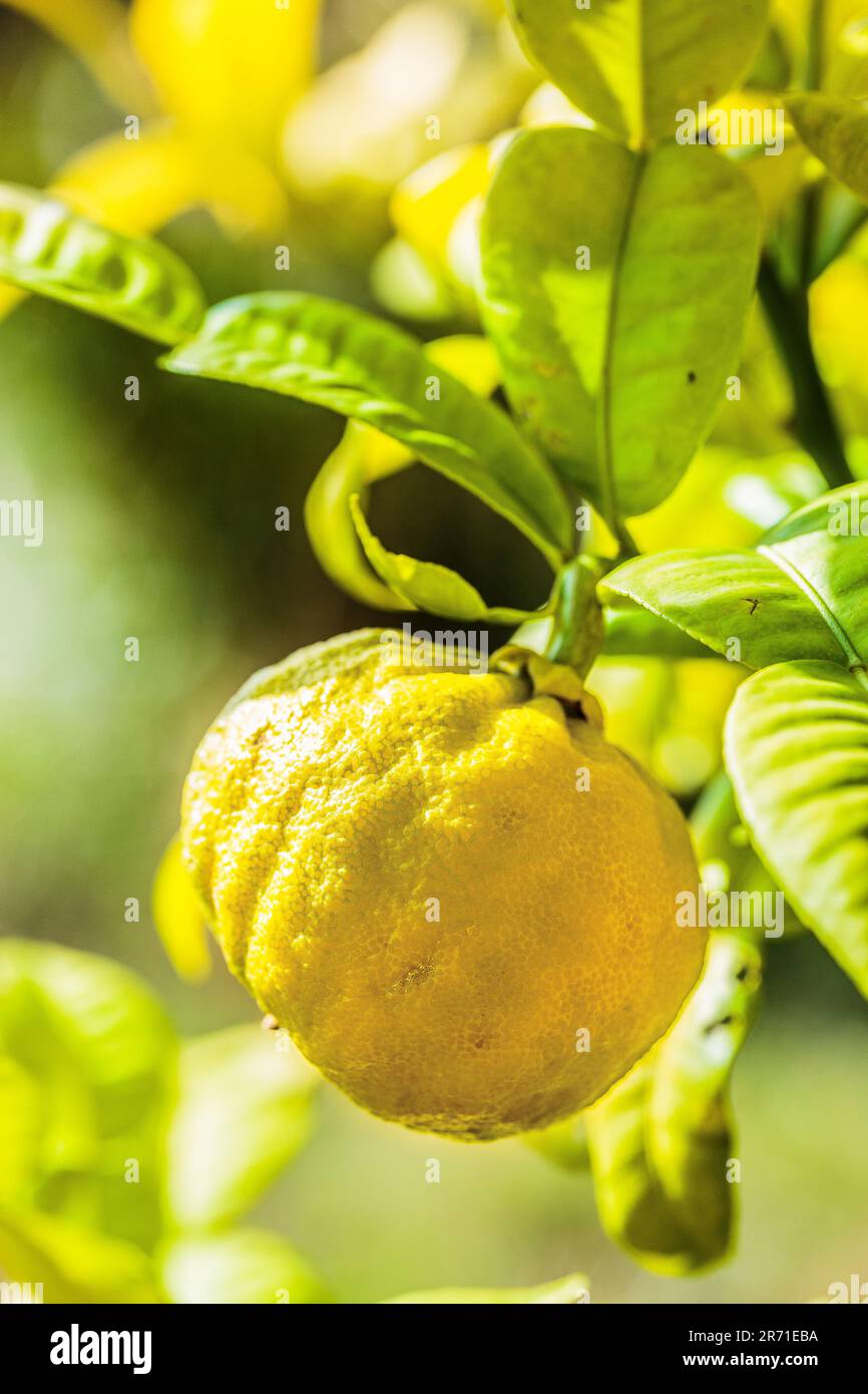 Fruit of the ichang lemon (Citrus ichangensis), a small, totally hardy ...
