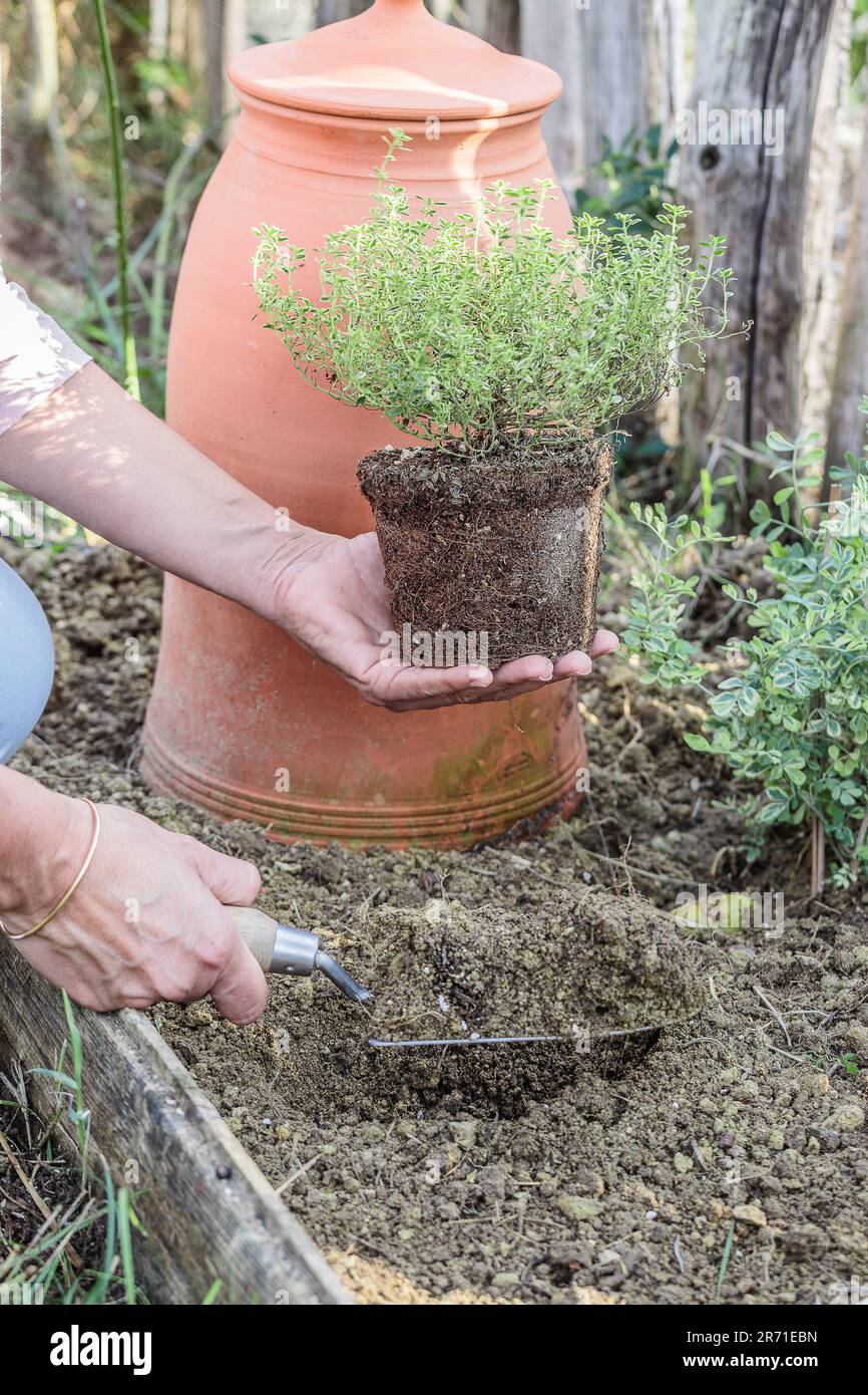 Planting a plant of variegated thyme in autumn Stock Photo - Alamy
