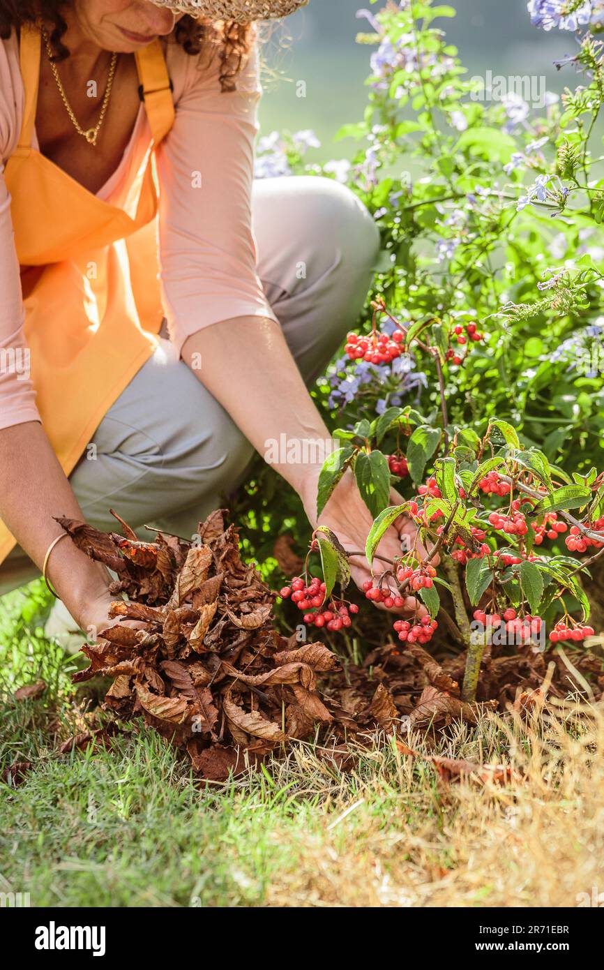Woman planting a decorative fruiting viburnum (Viburnum setigerum) in ...