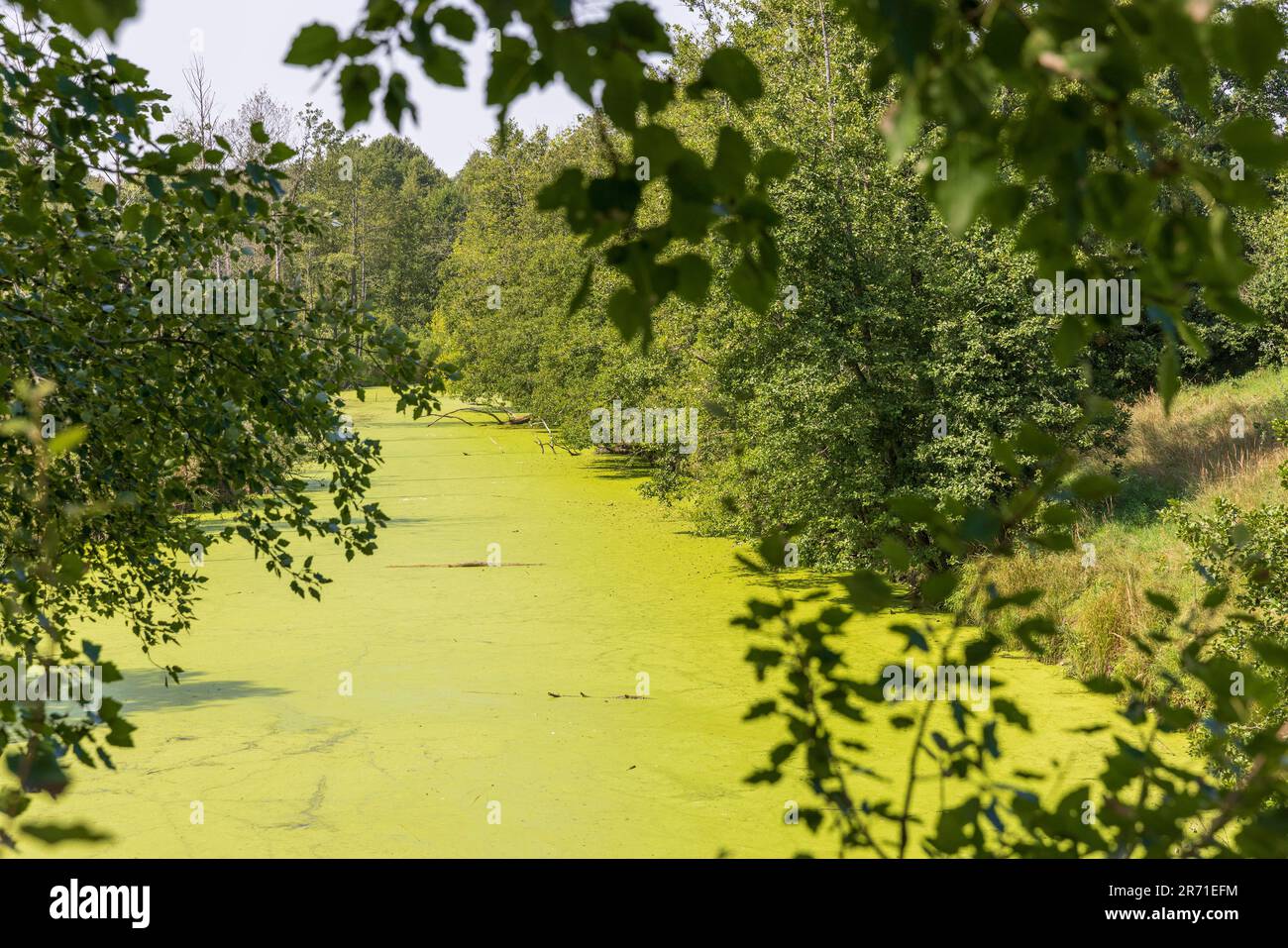 Swampy terrain with plants in summer, features of swamps with different ...