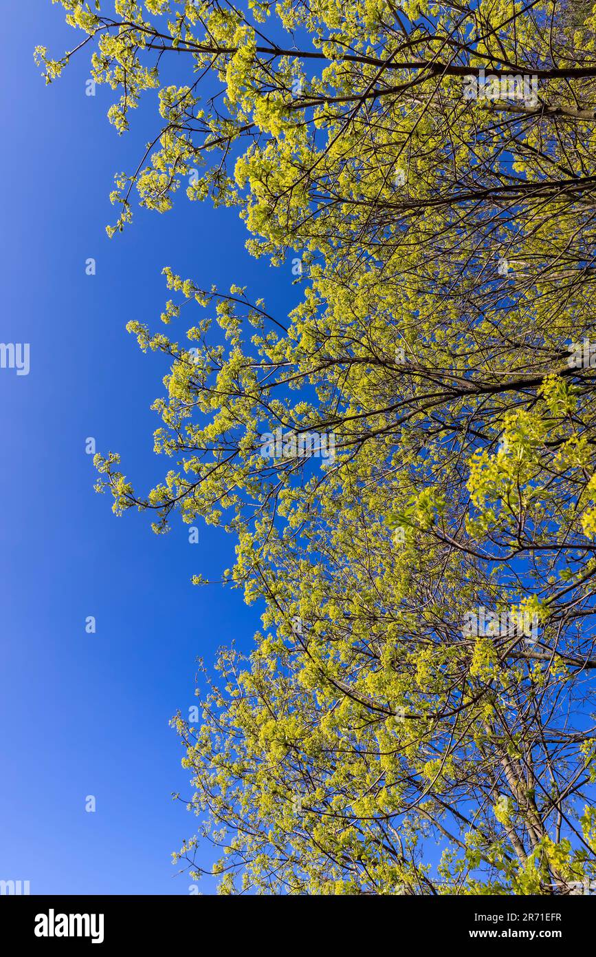 long maple flowers in the spring season, beautiful maple tree flowers ...